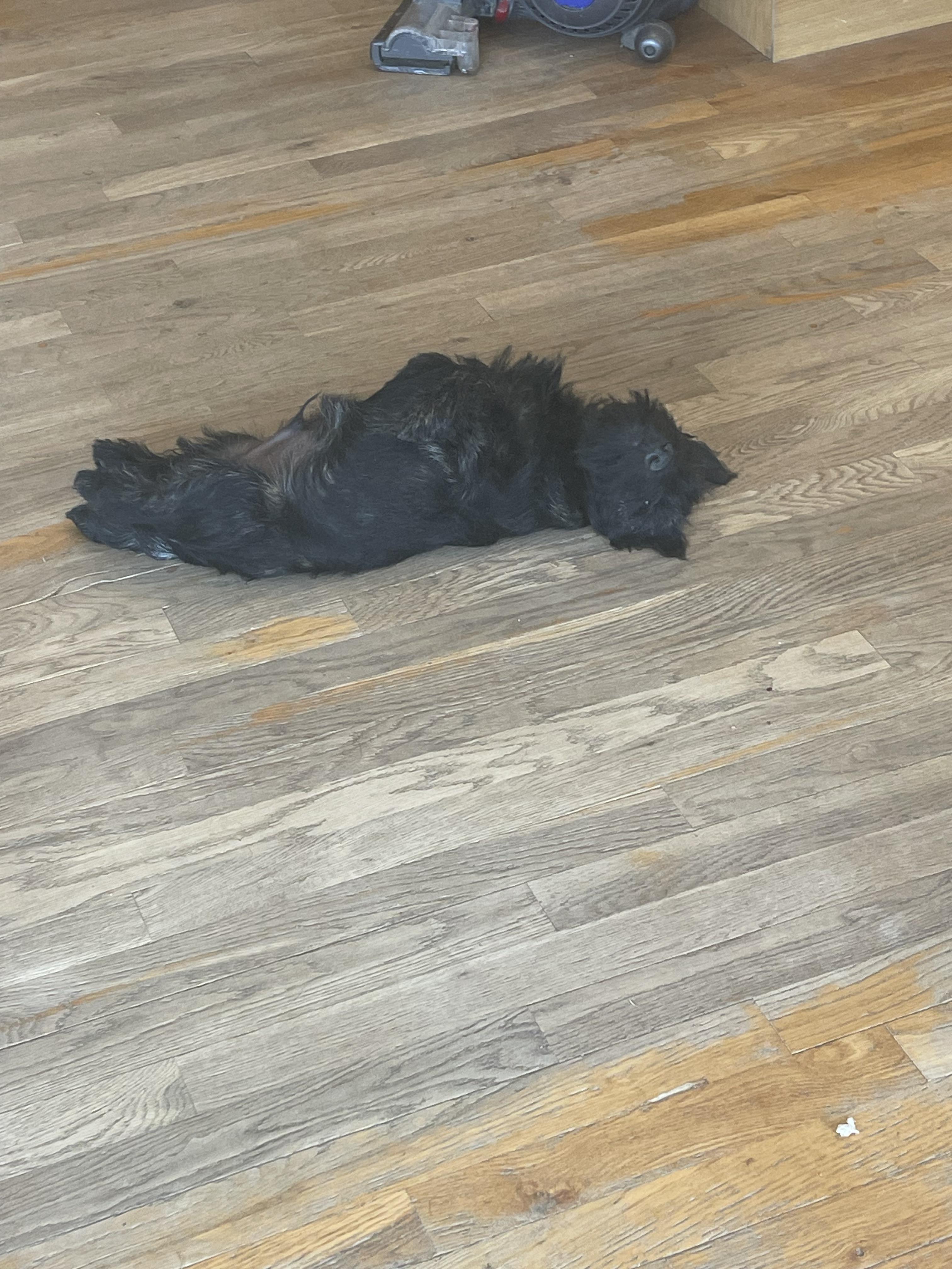 Scottyland Yard in Nebraska | Scottish Terrier puppies | Good Dog