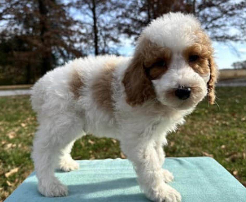 Perfect Paws Puppies in Illinois | Poodle and Aussiedoodle puppies ...