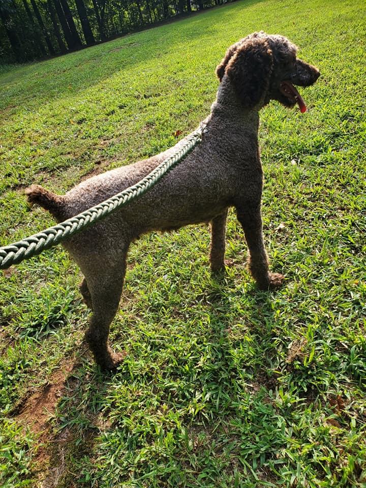 French Pinsch Mi Doodle Kennels in Georgia | Bernedoodle, French ...