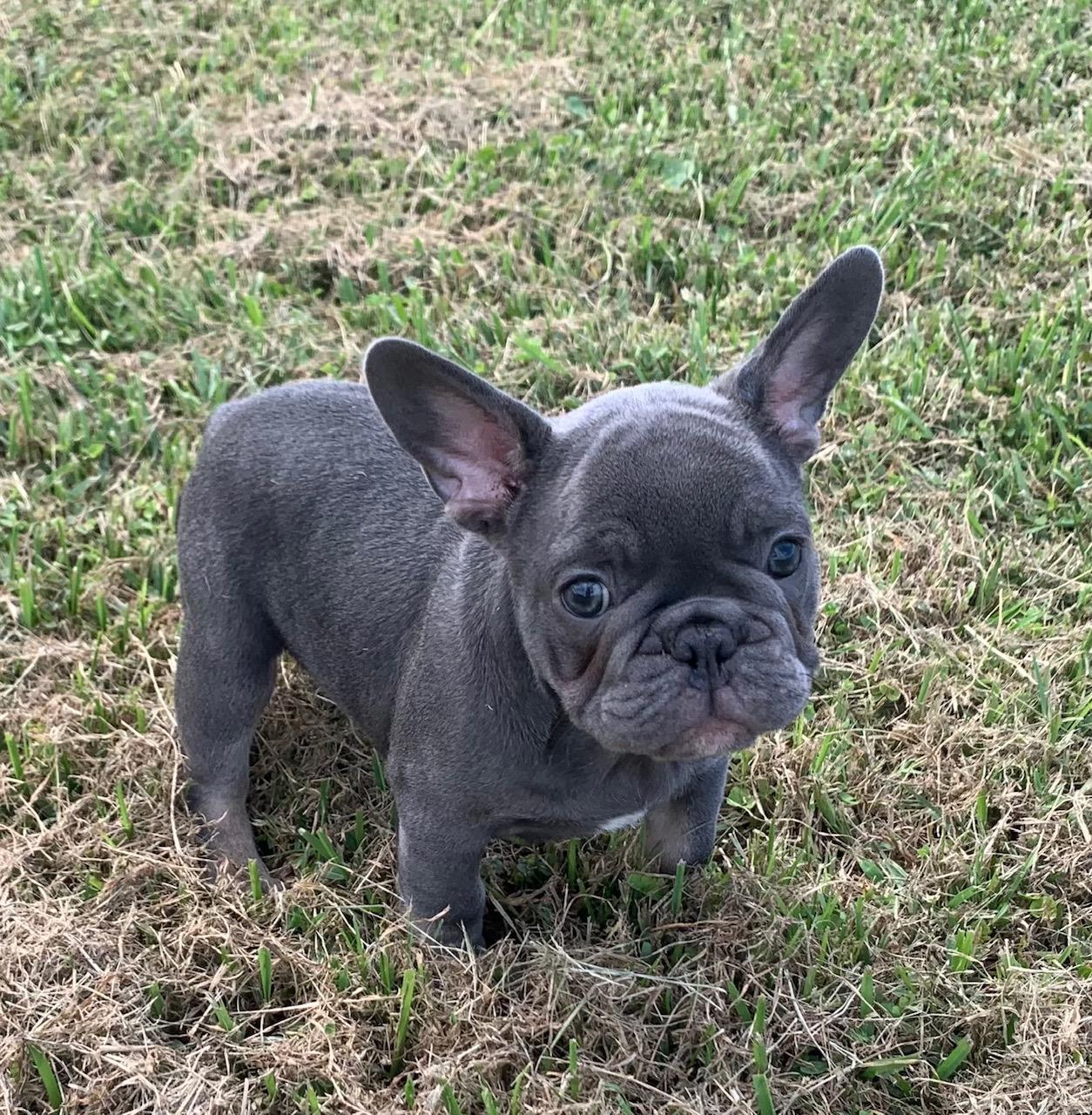 Beachside Boxers and Frenchies in Florida | Boxer and French Bulldog ...