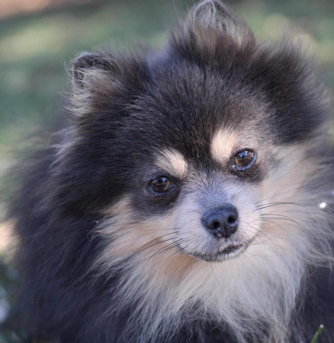AMS Pomeranians and Pomskies in Indiana in Indiana | Pomeranian and ...
