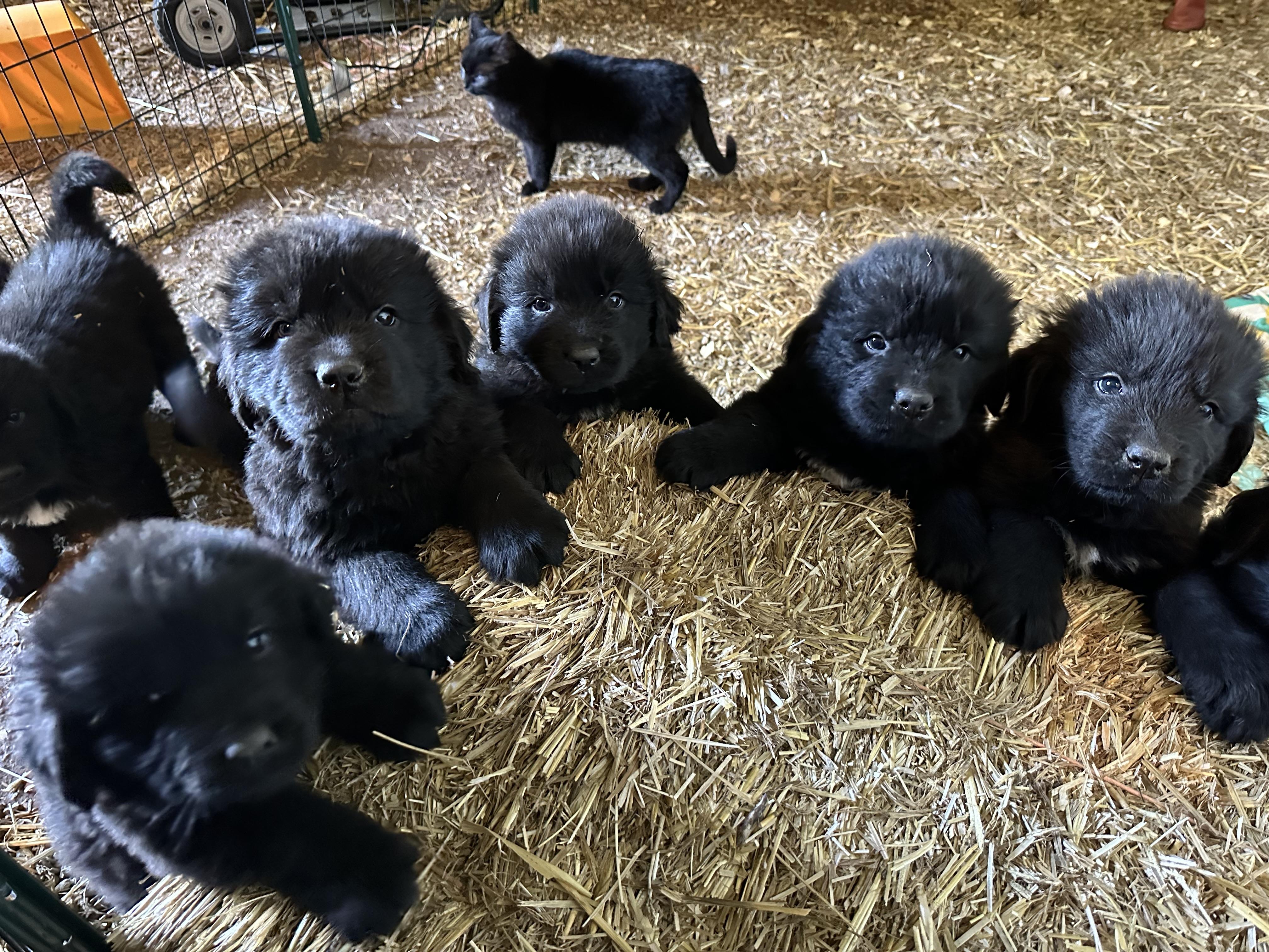 Bluegrass River Newfoundlands in Kentucky | Cavapoo and Newfoundland ...