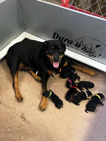 JHB Rottweilers in Oregon | Rottweiler puppies | Good Dog