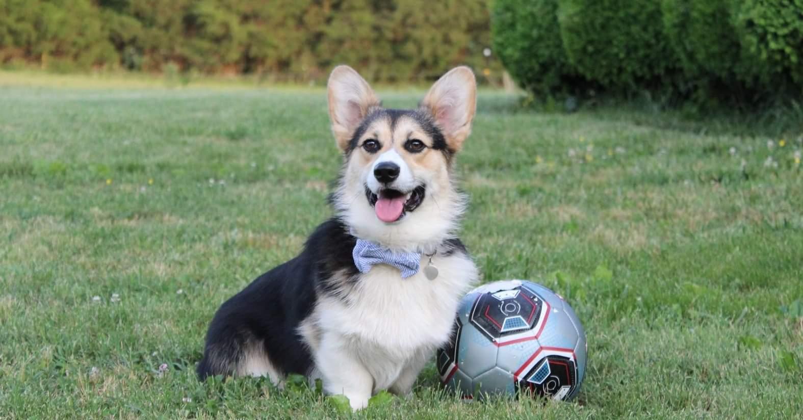 Ranch Hand Corgis in Virginia | Pembroke Welsh Corgi puppies | Good Dog