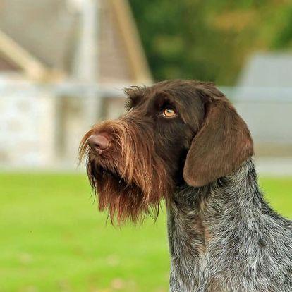RipTide Kennels in Florida | German Wirehaired Pointer puppies | Good Dog