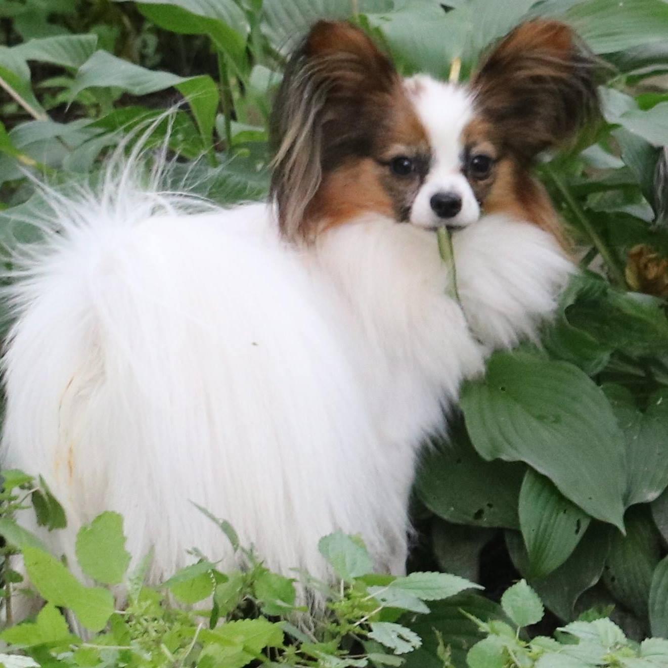 EJM Papillons in Michigan | Papillon puppies | Good Dog