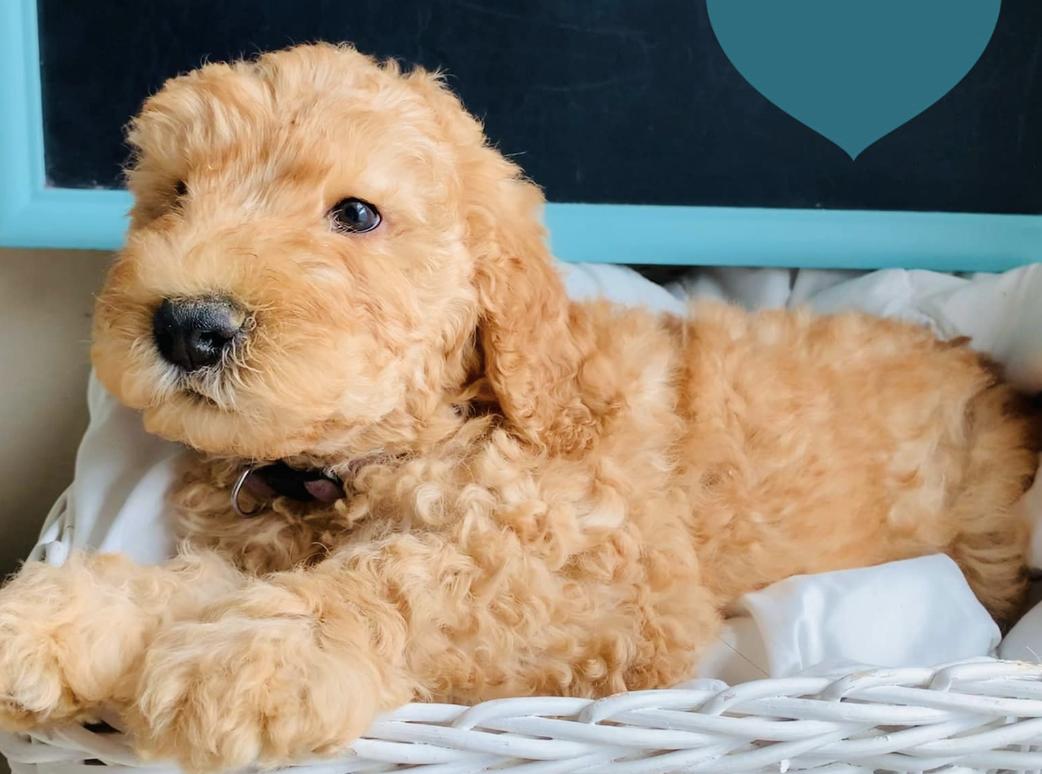 Gold Medal Australian Labradoodles in Texas | Australian Labradoodle ...