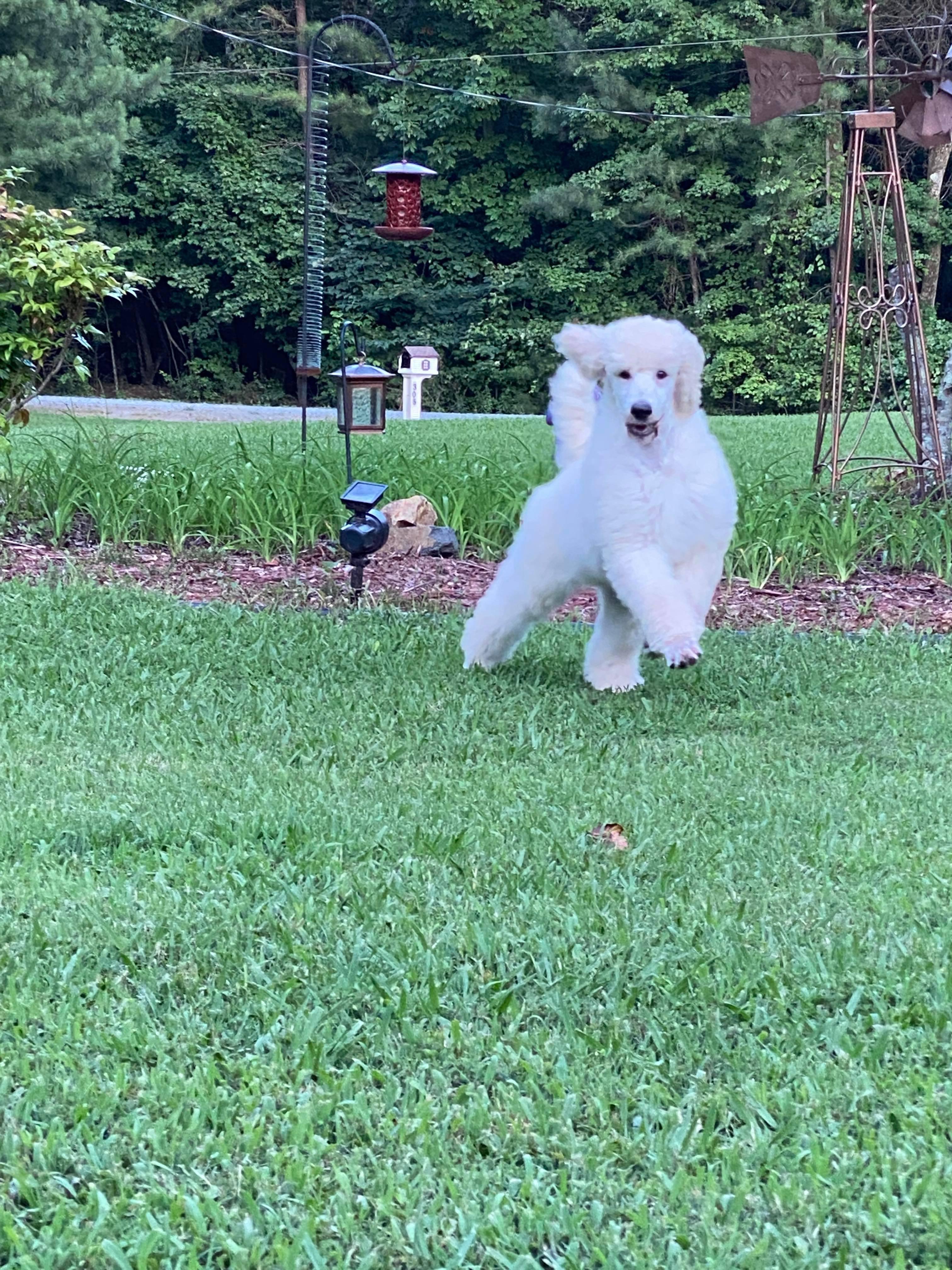 Copper Canyon Standard Poodles in North Carolina | Poodle puppies ...
