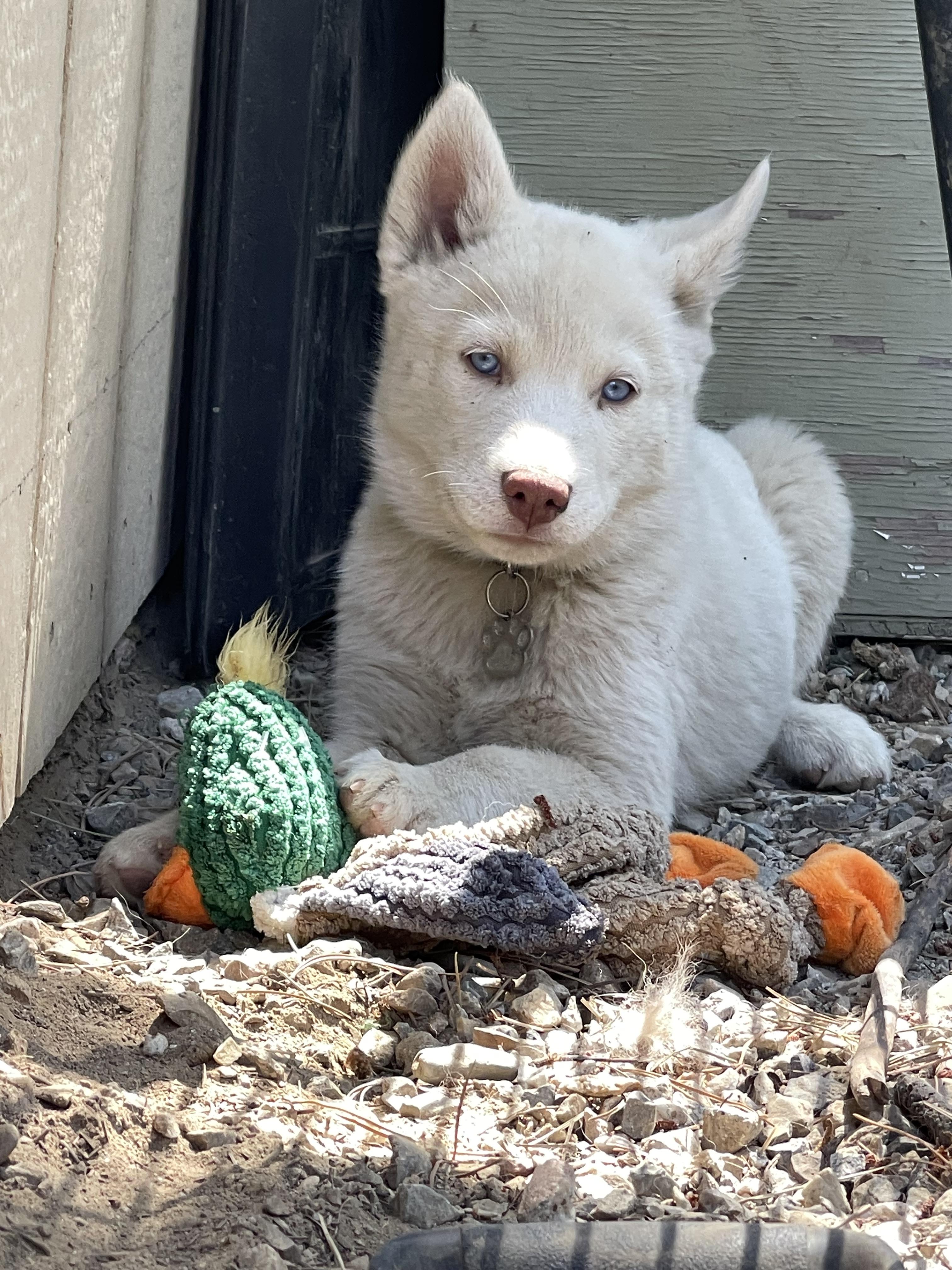 Husky Haven WA in Washington | Pomsky and Siberian Husky puppies | Good Dog