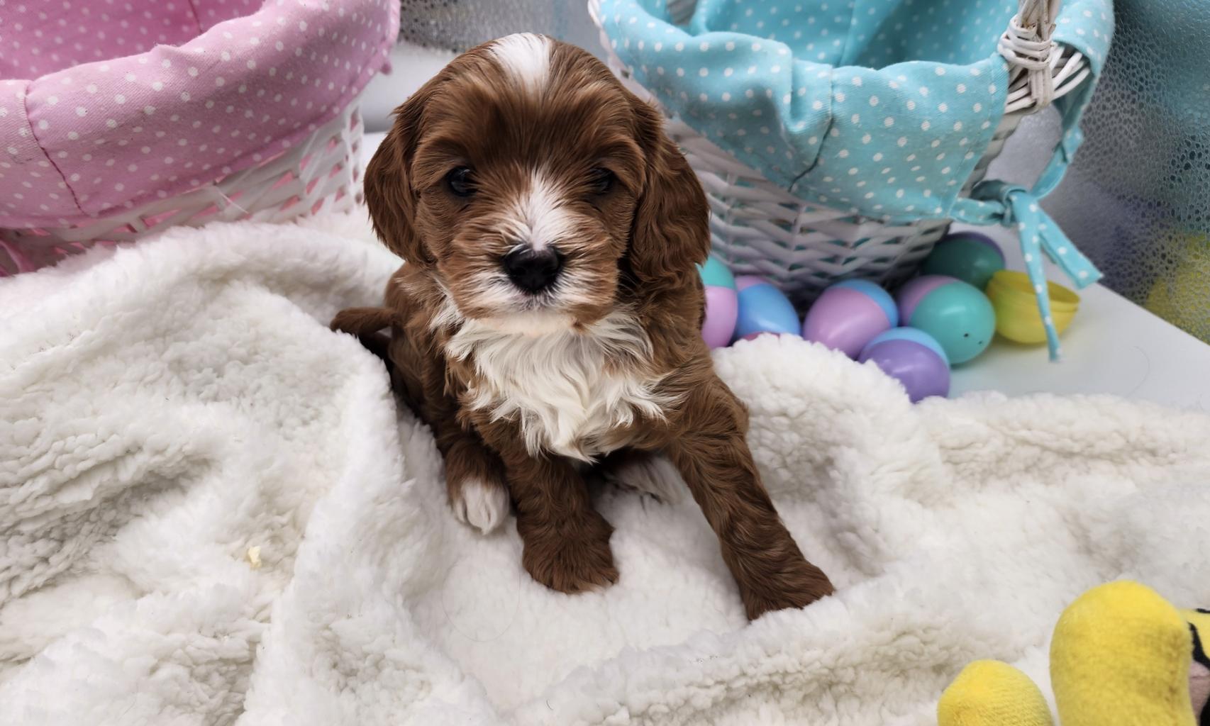 Shannan's Cavapoos in Tennessee | Cavapoo puppies | Good Dog