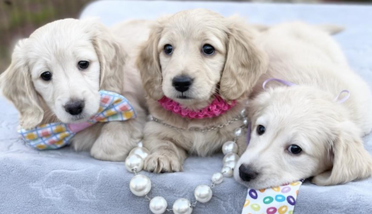 Dackel Land Dachshunds in North Carolina | Dachshund puppies | Good Dog