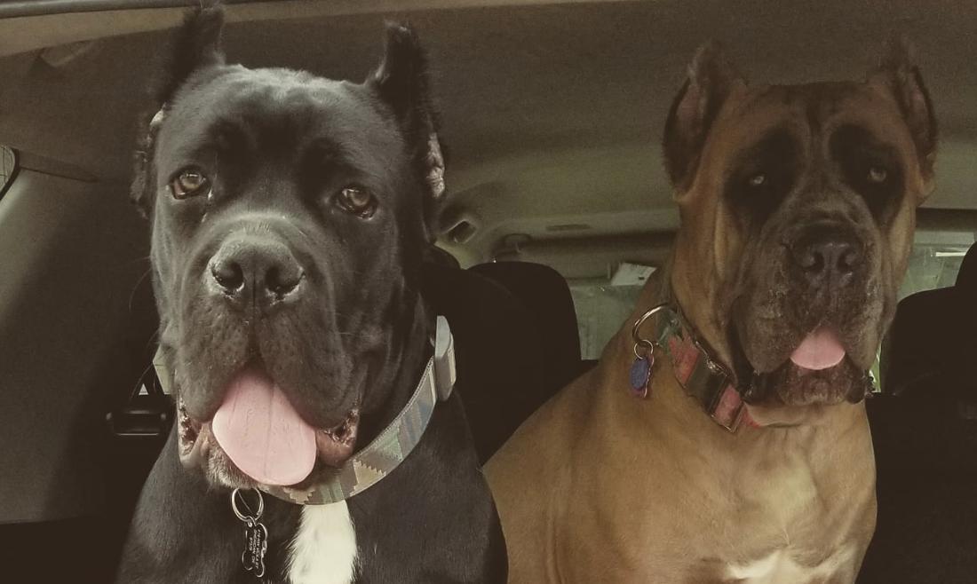 Timber Valley Cane Corso in Oregon | Cane Corso puppies | Good Dog