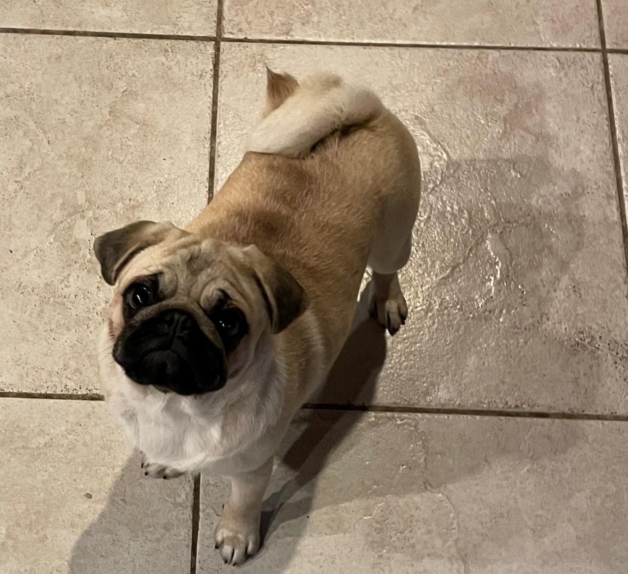 J&J Iron Mountain Ranch Pugs in California | Pug puppies | Good Dog