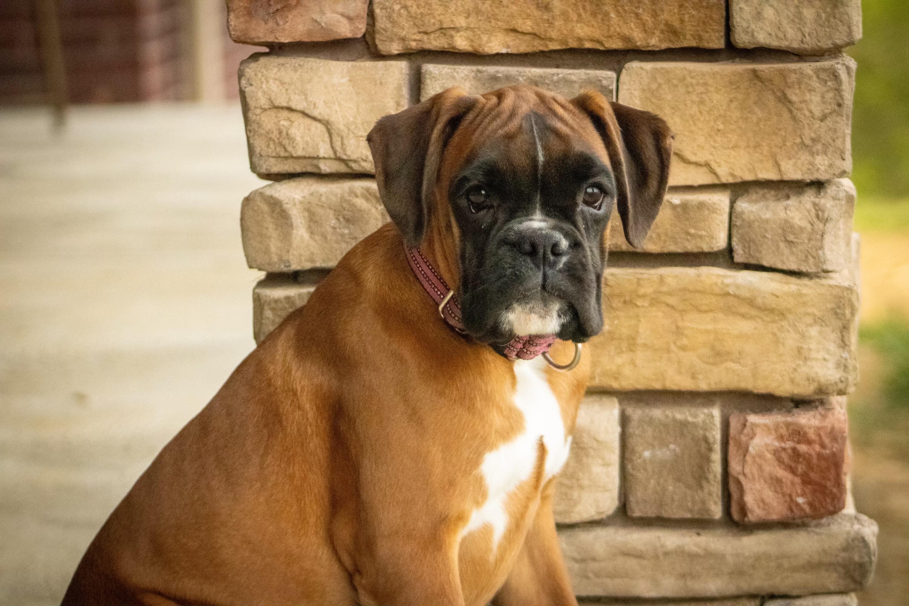 Fast Lane Boxers in Kentucky | Boxer puppies | Good Dog
