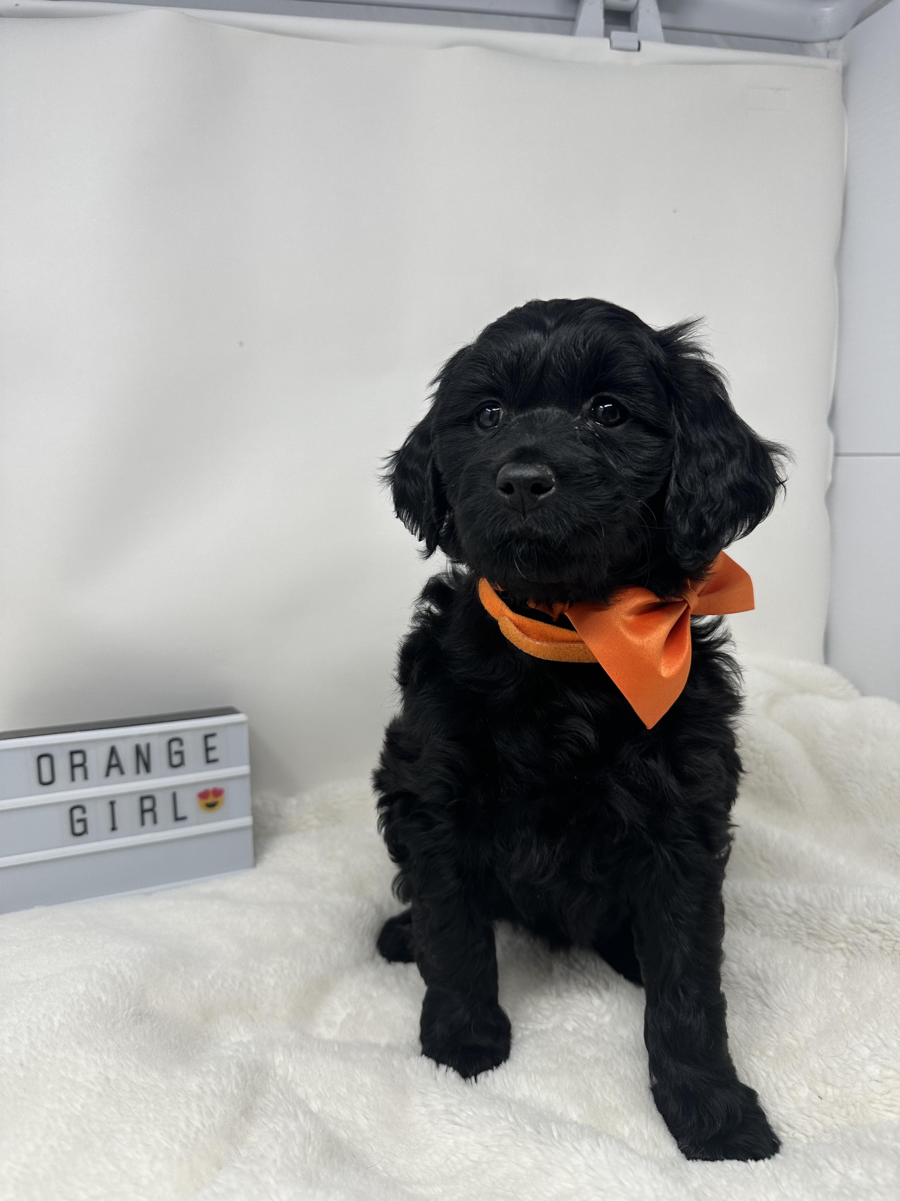 Miranda Thornton in Utah | Assorted Doodle Crosses puppies | Good Dog