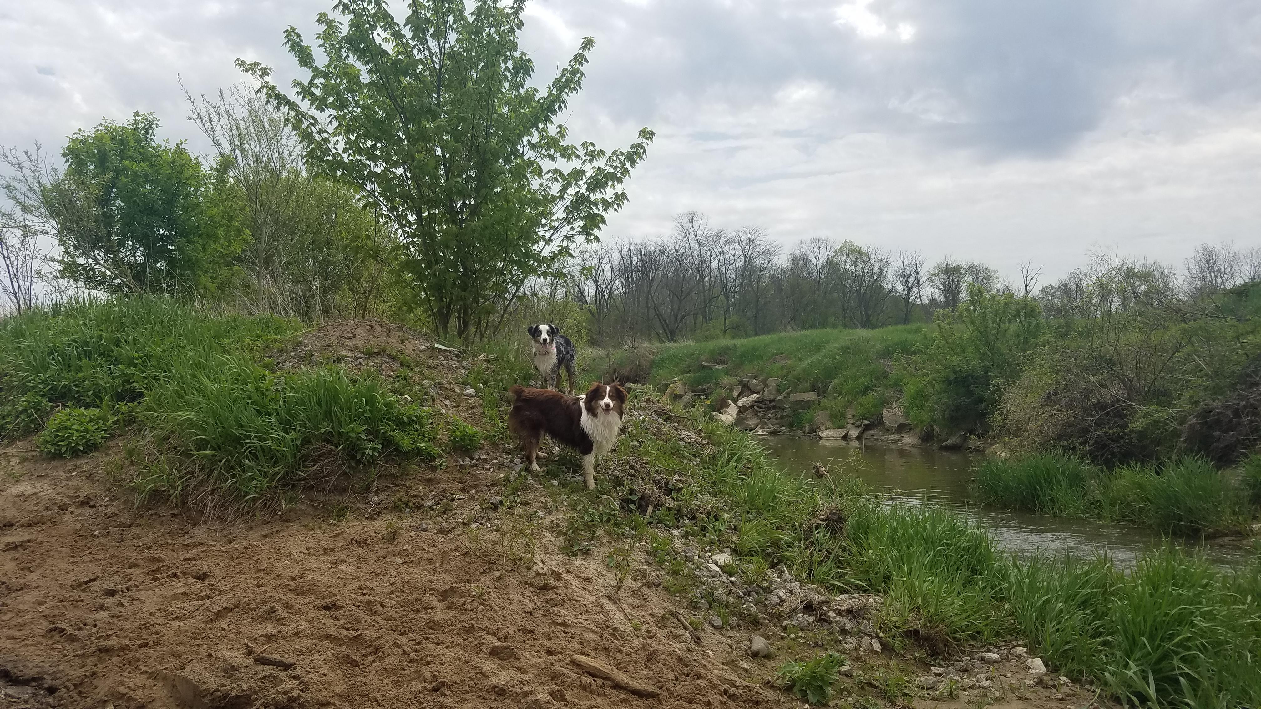 Wingler Acres Mini Aussies in Indiana | Miniature Australian Shepherd ...