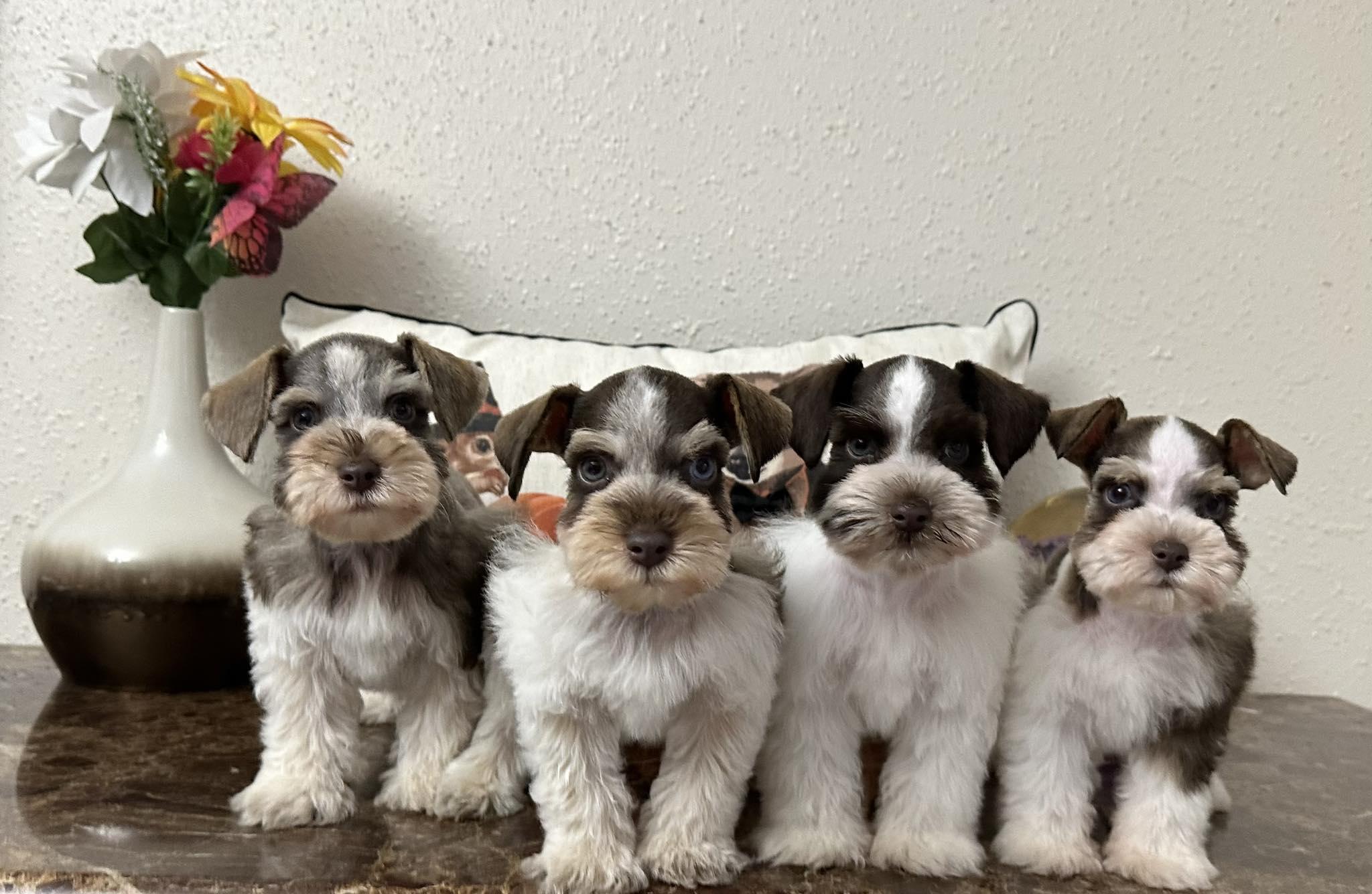 Texas Blessed Schnauzers in Texas | Miniature Schnauzer puppies | Good Dog