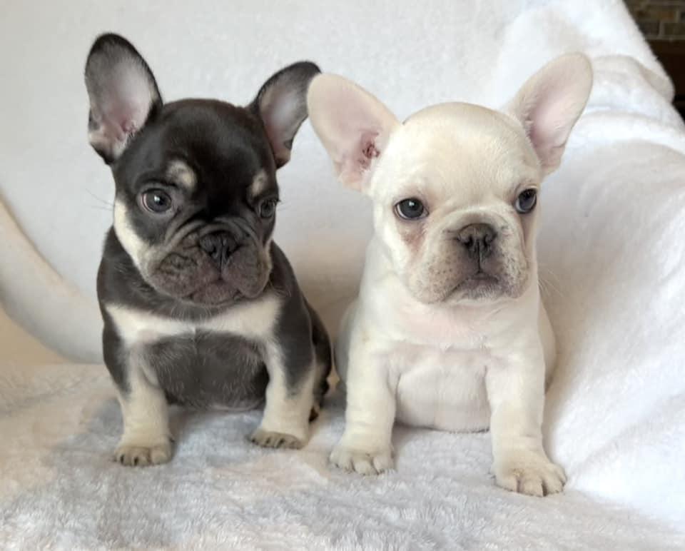 LilyBelle Farms in California | French Bulldog puppies | Good Dog