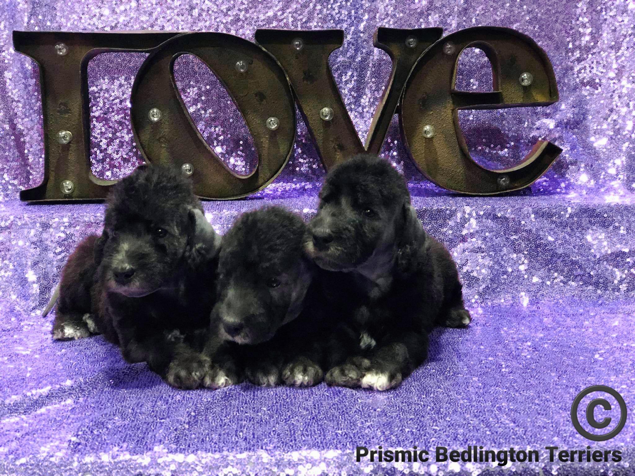 Prismic Bedlington Terriers in Georgia | Bedlington Terrier puppies ...