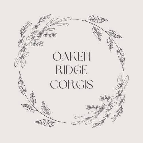 Oaken Ridge Corgis in Oklahoma | Pembroke Welsh Corgi puppies | Good Dog