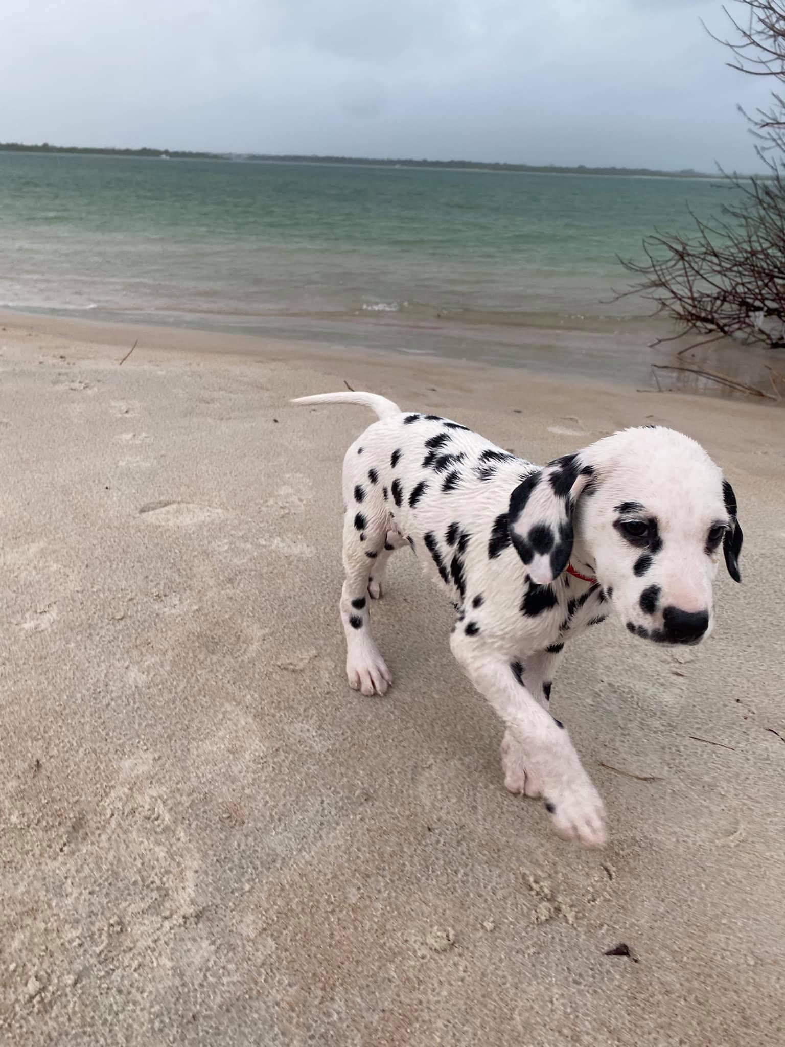 Chip in Michigan | Dalmatian puppies | Good Dog