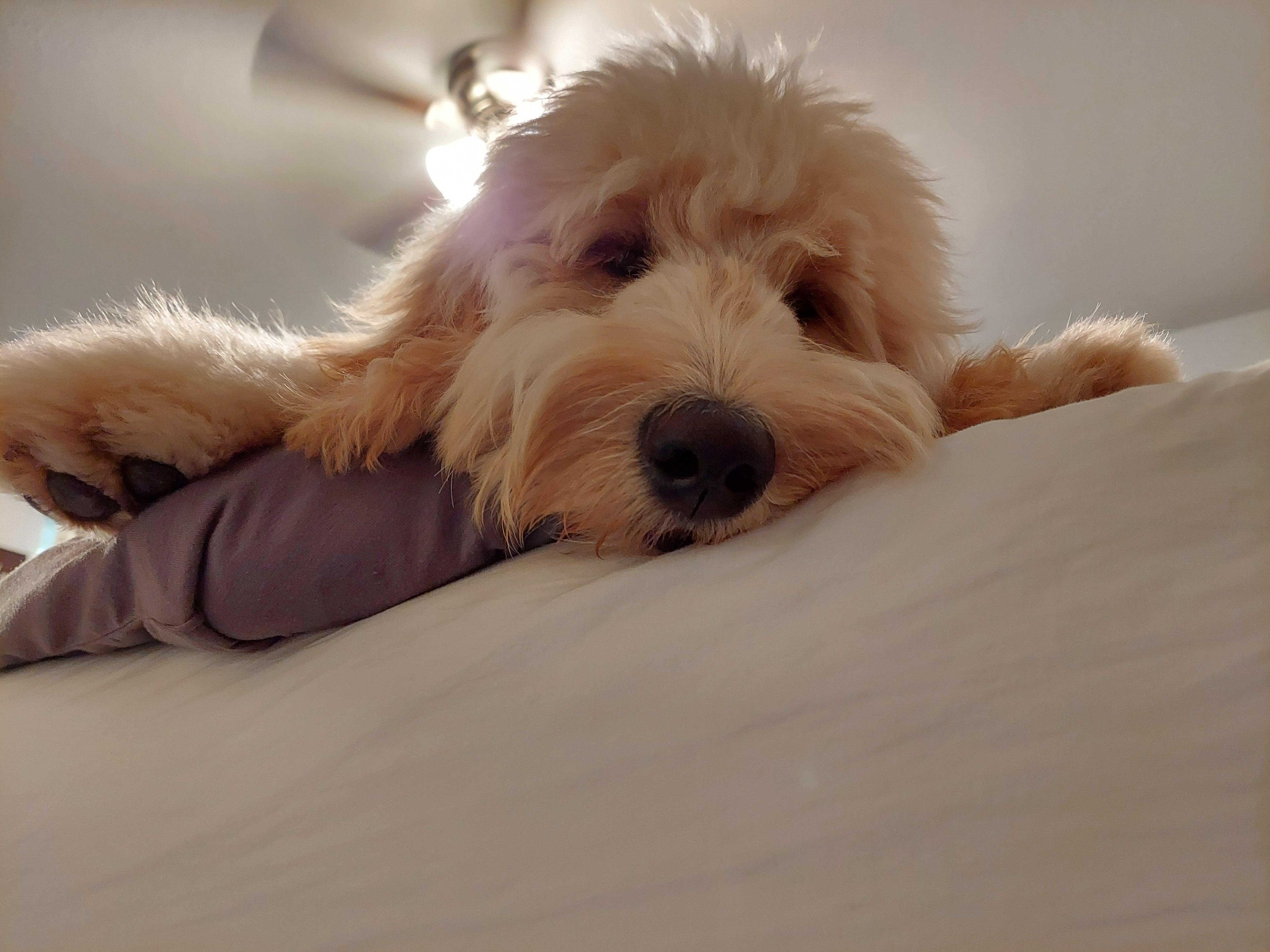 April Bonine's Goldendoodles in Texas | Goldendoodle puppies | Good Dog