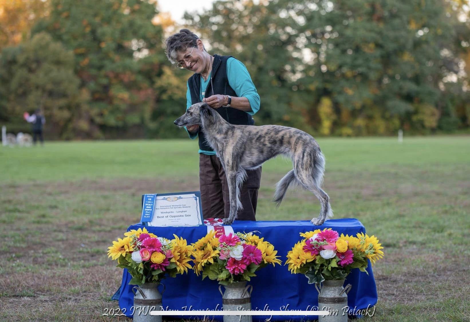 Fairbairn Windsprites in Massachusetts | Windsprite puppies | Good Dog