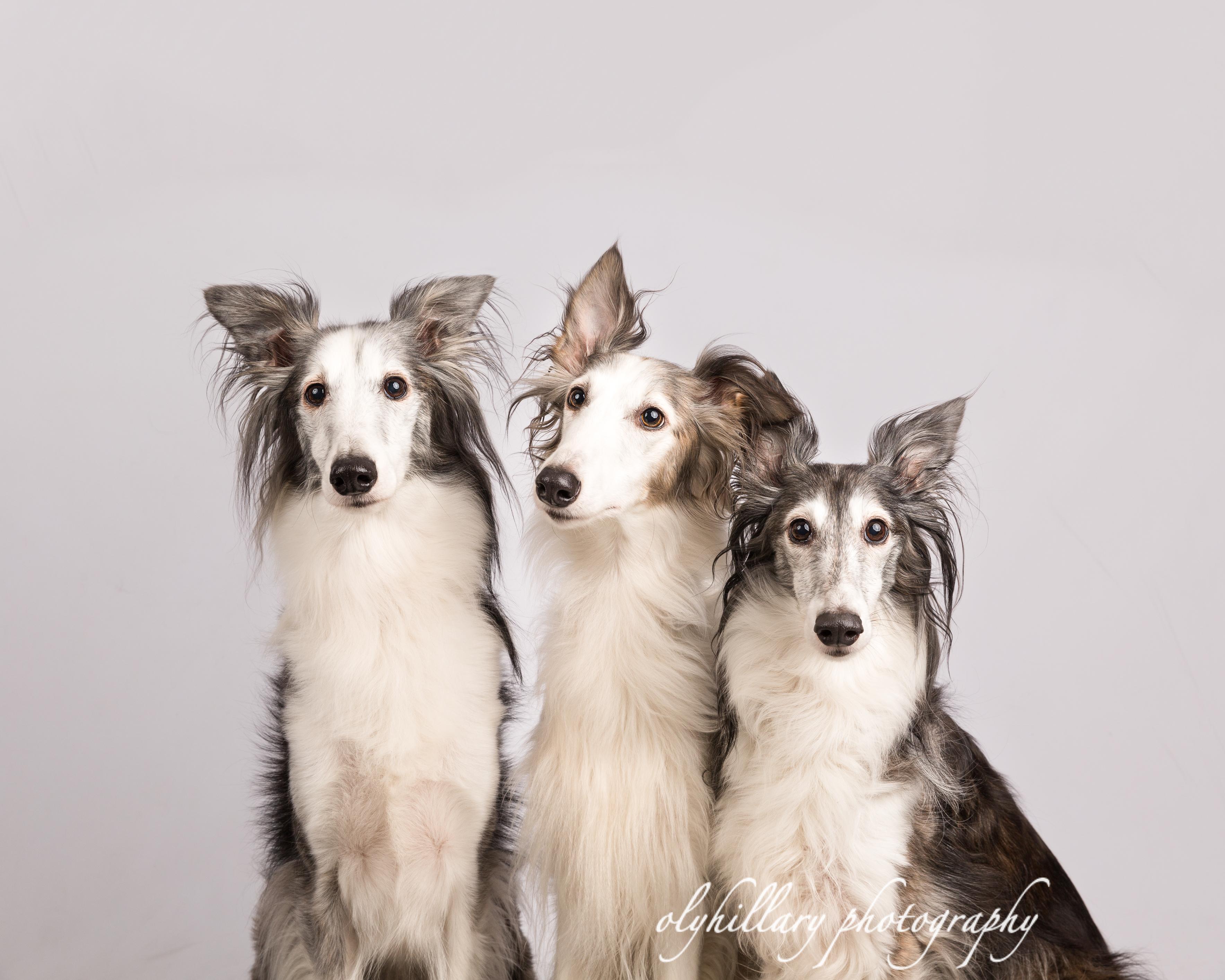 Amethyst Silken Windhounds in Washington | Silken Windhound puppies ...