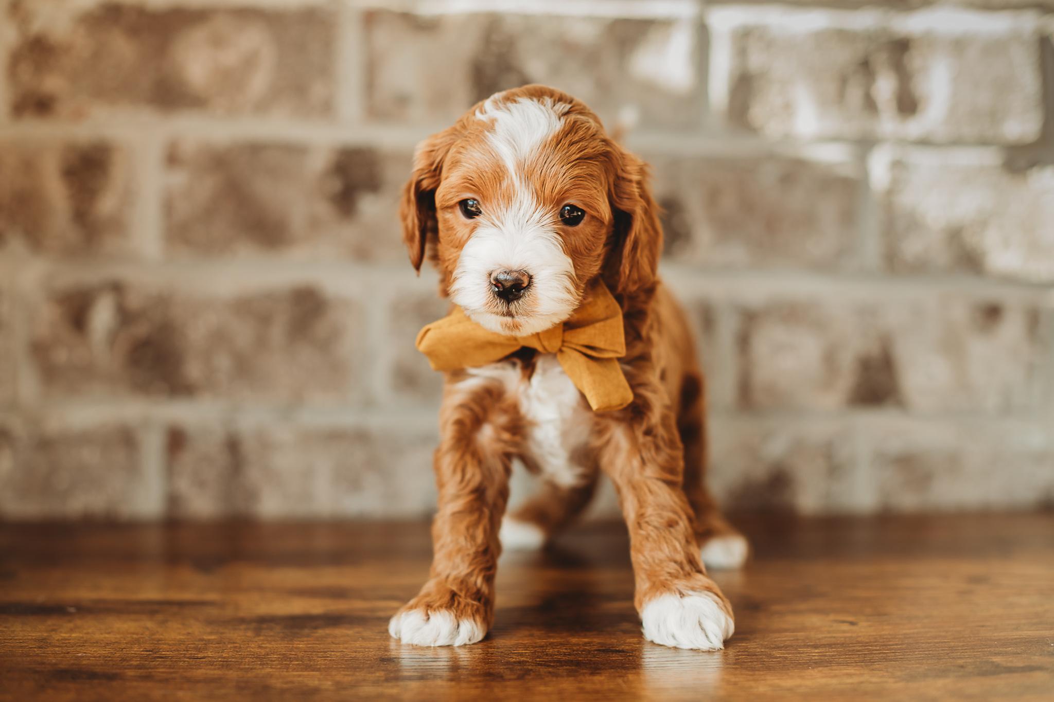 Fitzy Doodles of Alabama in Alabama | Goldendoodle puppies | Good Dog