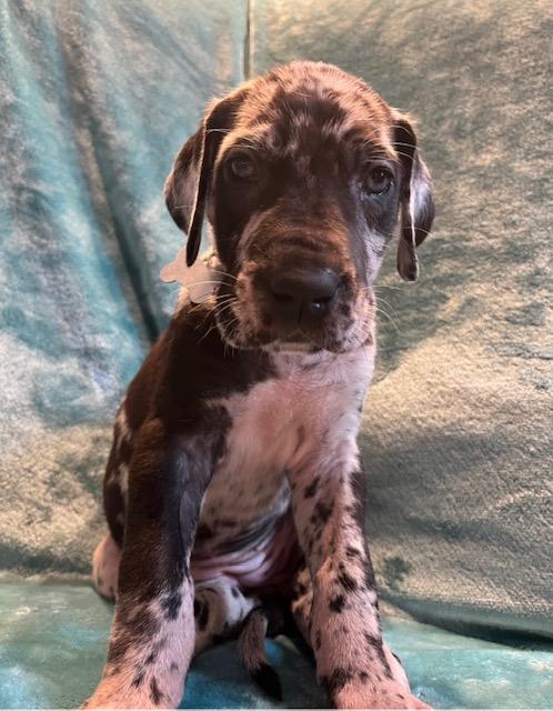 Jackie D's Danes in California | Great Dane puppies | Good Dog