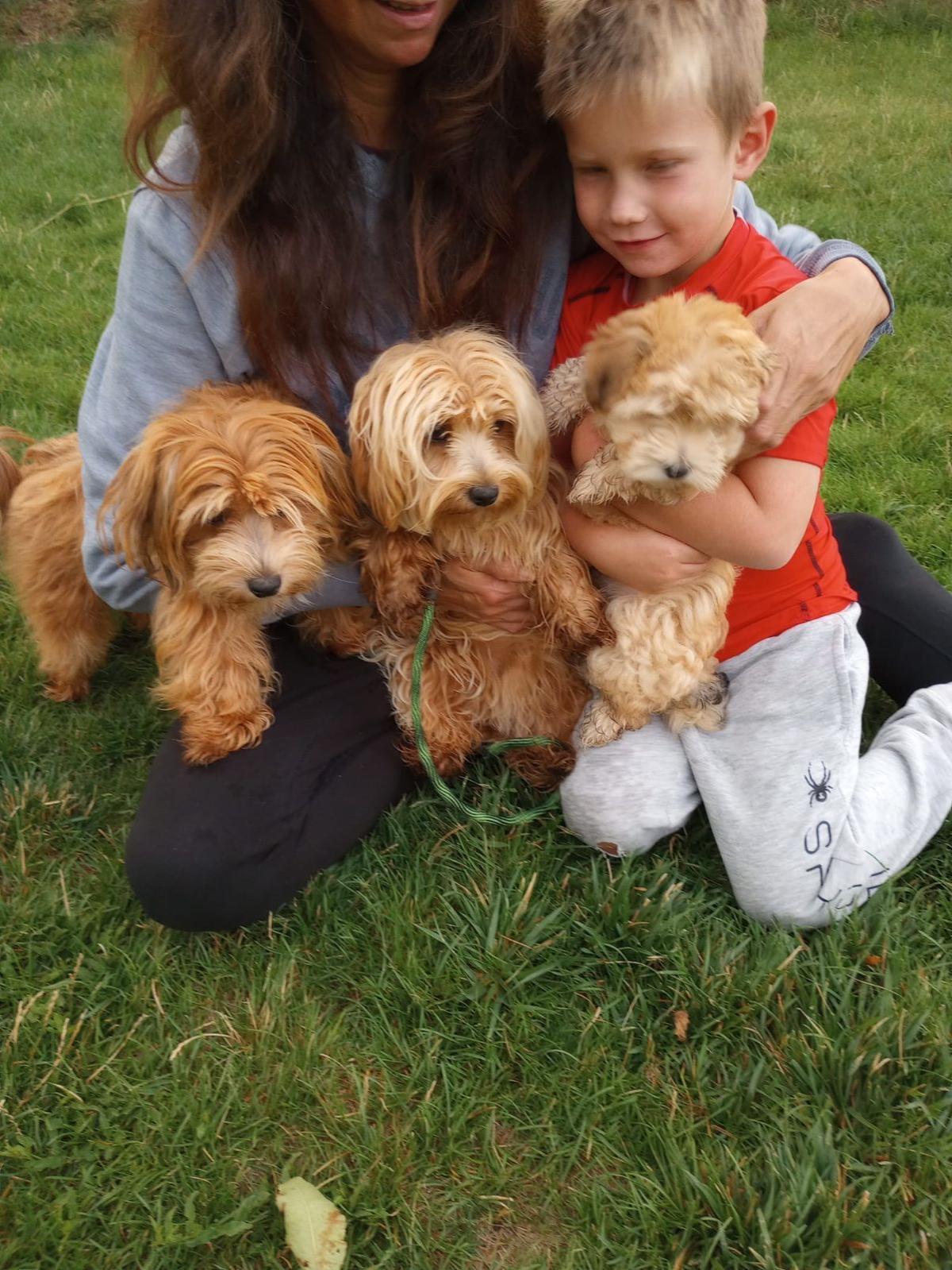 Blue River Havanese in Utah | Havanese puppies | Good Dog