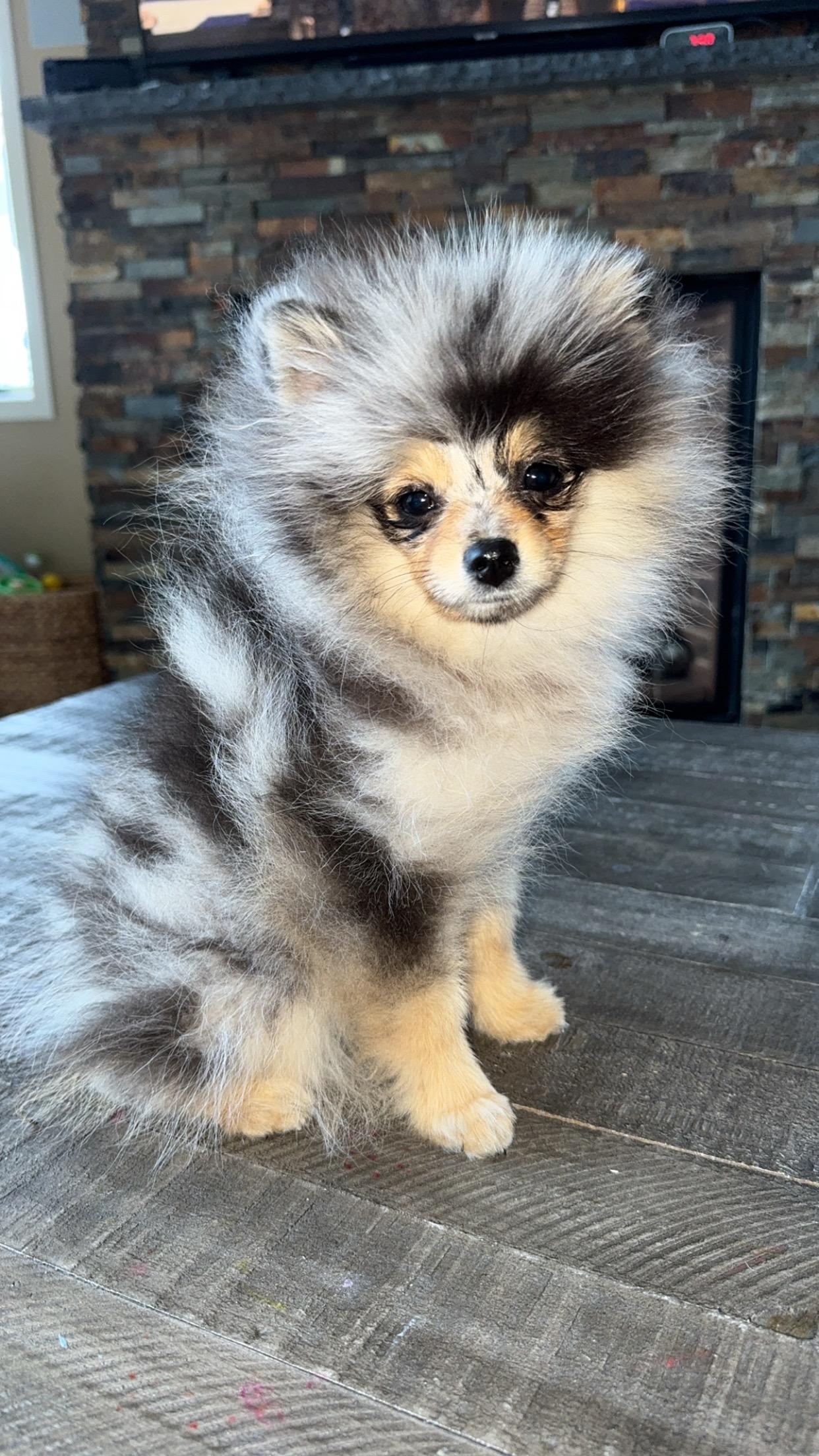 Fingerlakes Pomeranians in New York | Pomeranian puppies | Good Dog