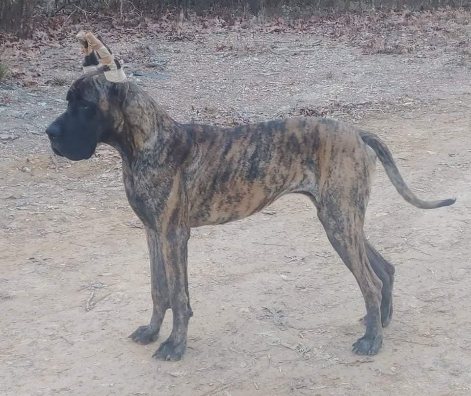 Clouser's Bodacious Danes in North Carolina | Great Dane puppies | Good Dog
