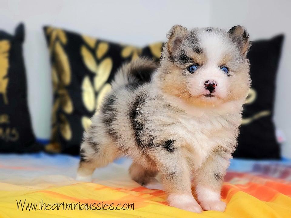 Candyland Pomskies in Florida | Pomsky puppies | Good Dog