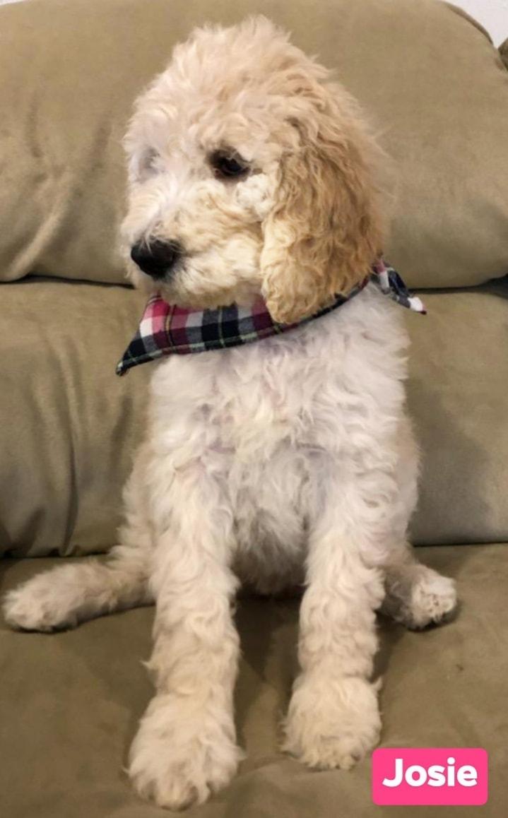 Doodles by the Dam in Minnesota | Goldendoodle and Poodle puppies ...