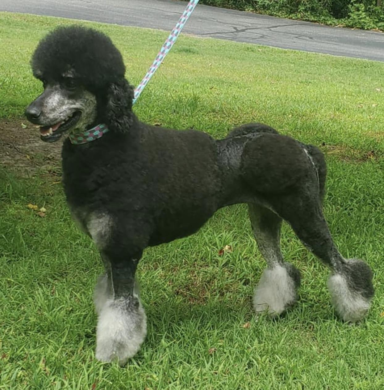 Angel's Star Poodles in Virginia | Poodle puppies | Good Dog