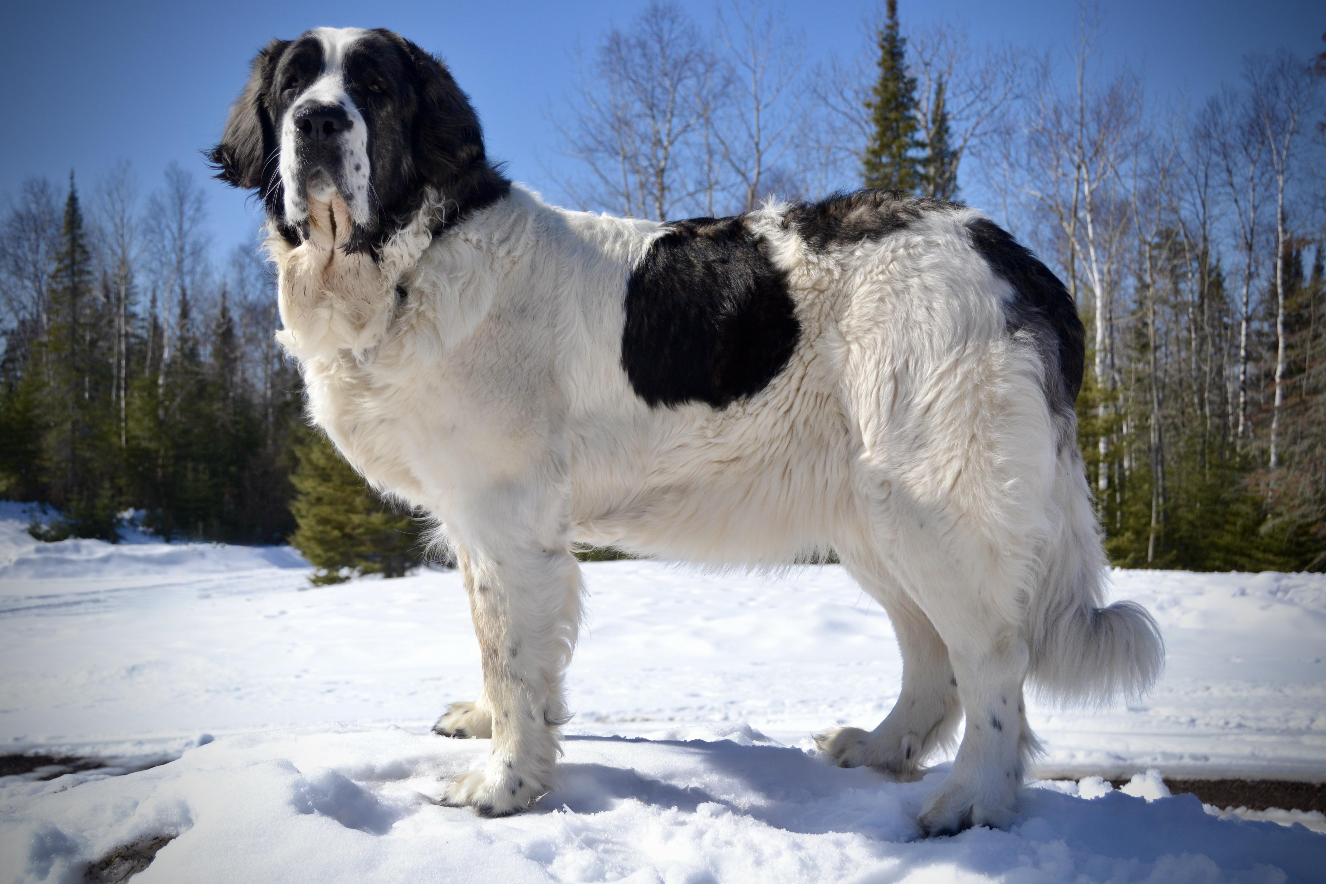 How Much Is A Pyrenean Mastiff