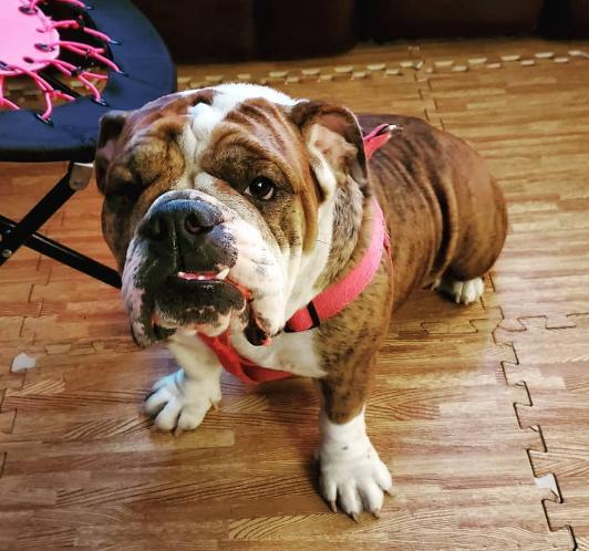 Smushyface Bulldogs in Pennsylvania | Bulldog puppies | Good Dog