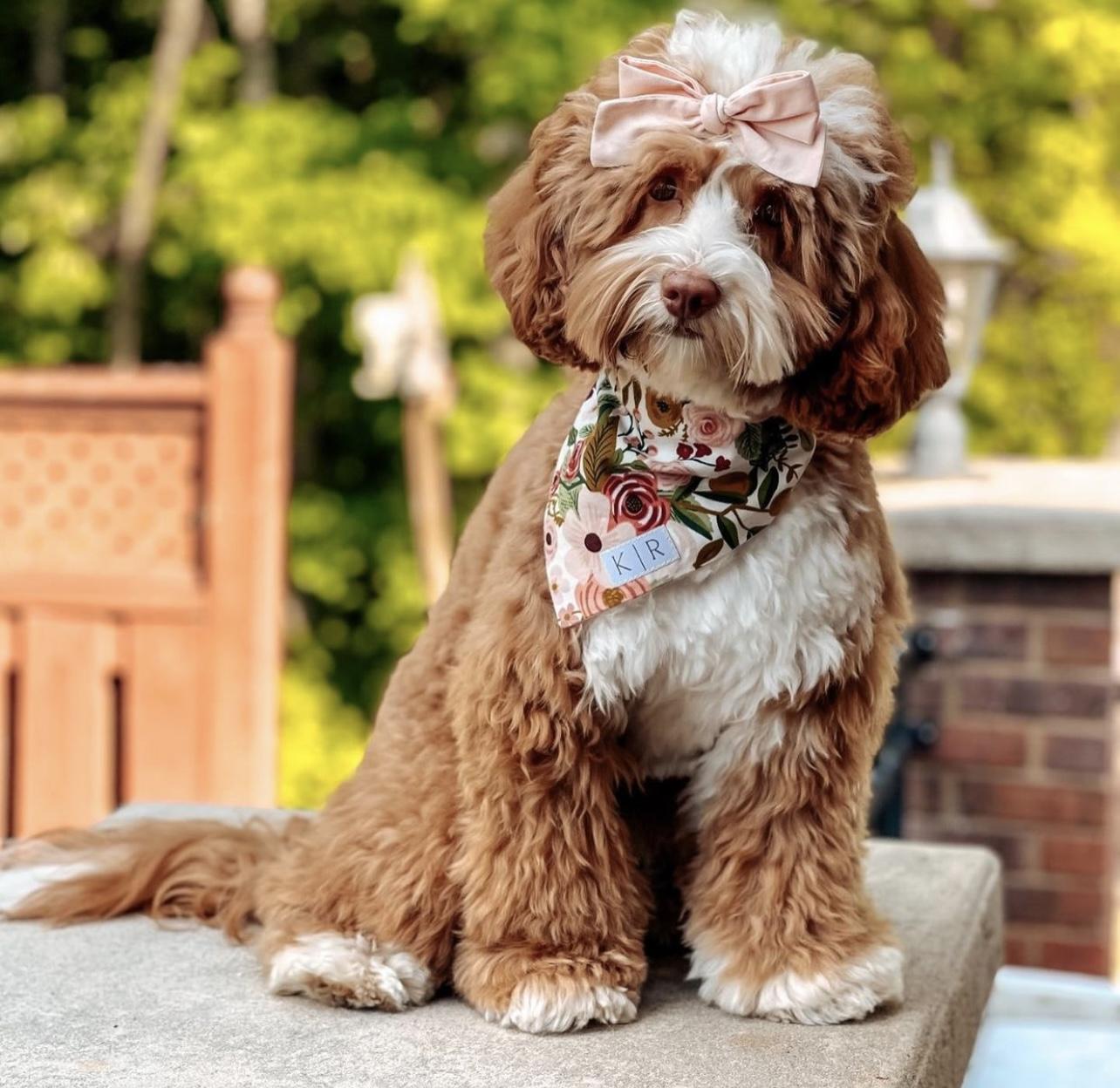 Southern Meadows Doodles in Alabama | Australian Labradoodle puppies ...