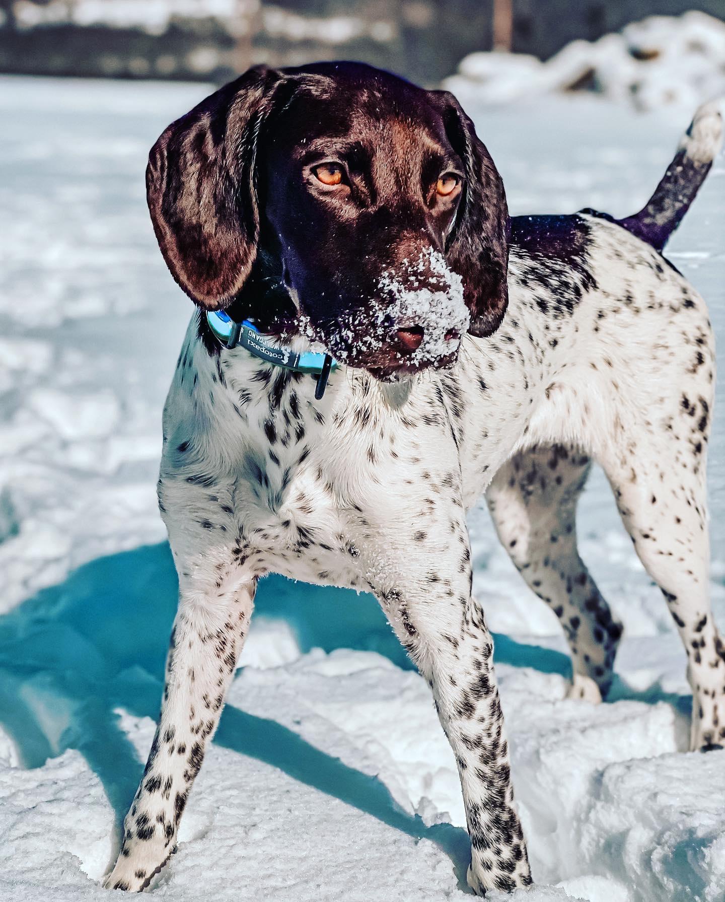 Hilltop Farms in Pennsylvania | German Shorthaired Pointer, Vizsla or ...