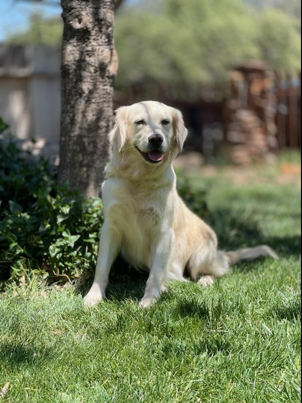 Genevieve's Goldens in Arizona | Golden Retriever puppies | Good Dog