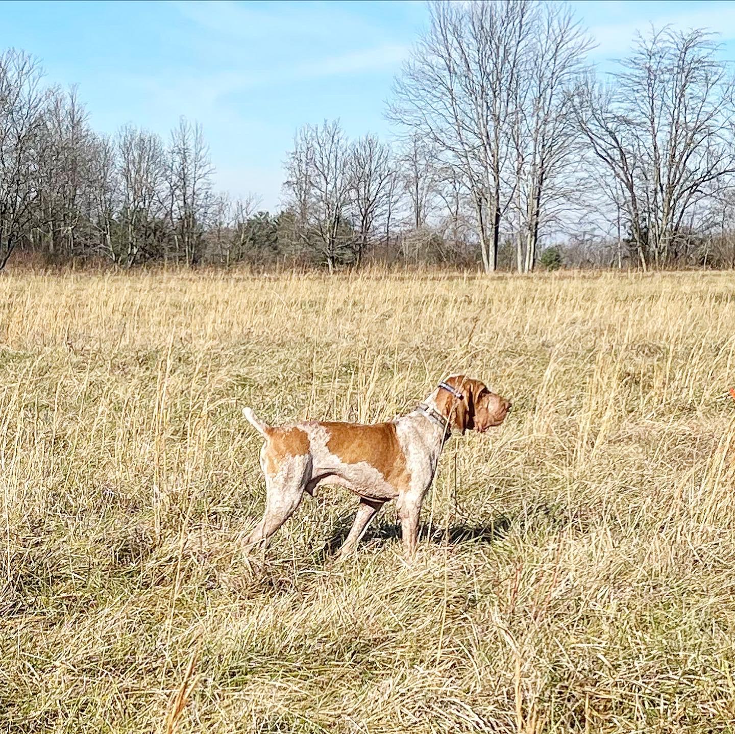 Prime Time Gun Dogs in Ohio | Bracco Italiano puppies | Good Dog