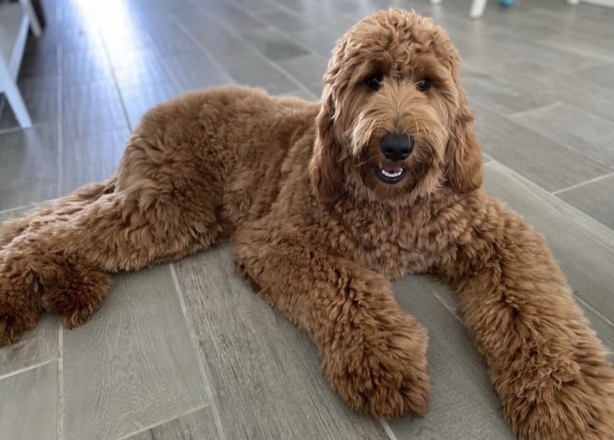 A Goldendoodle Named Honey in Florida | Goldendoodle puppies | Good Dog