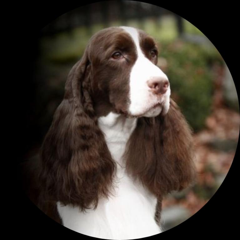 Chivalry English Springer Spaniels in Connecticut | English Springer ...