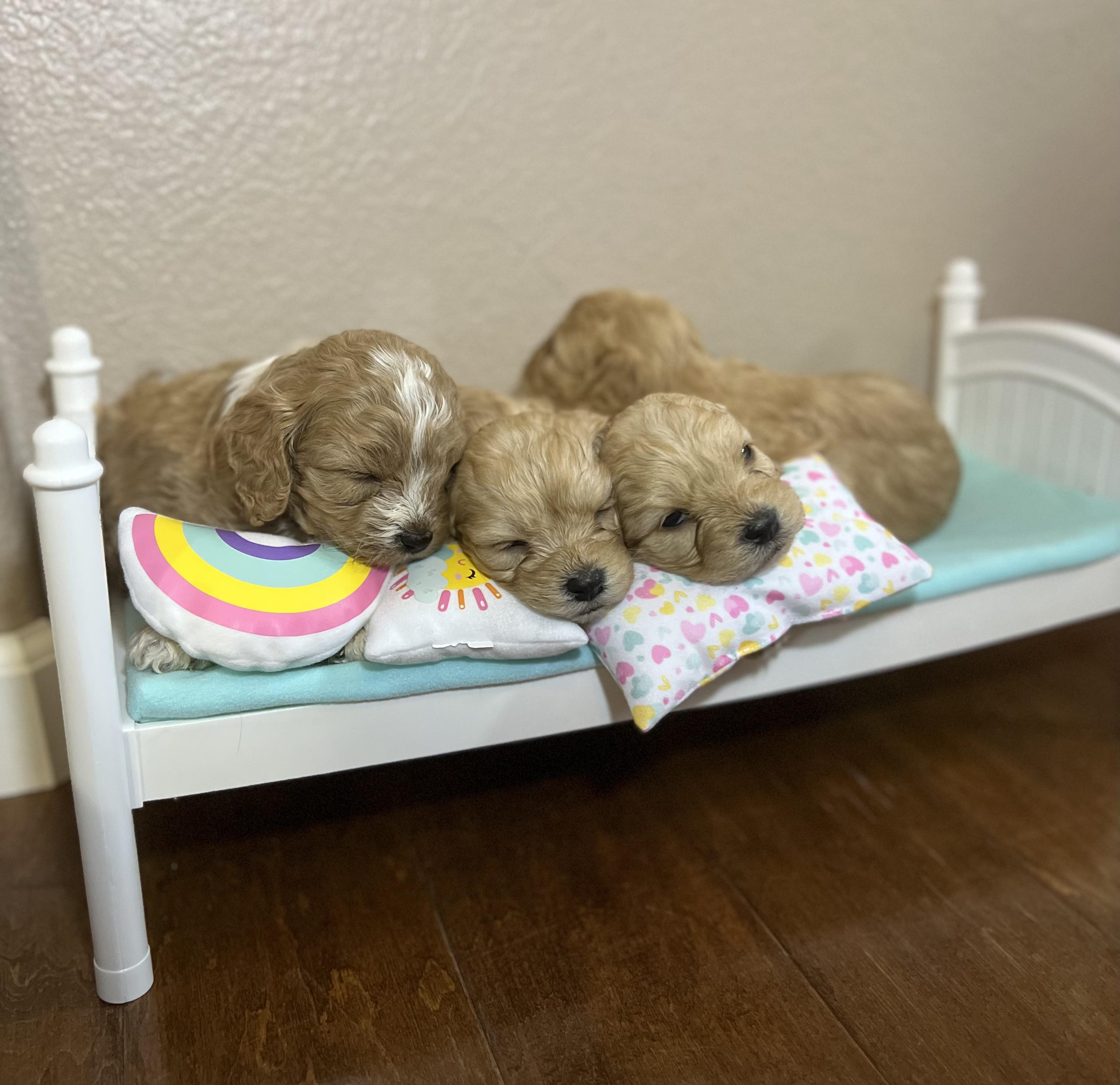 Bella and Brunos Cavaooos in New Mexico | Cavapoo puppies | Good Dog