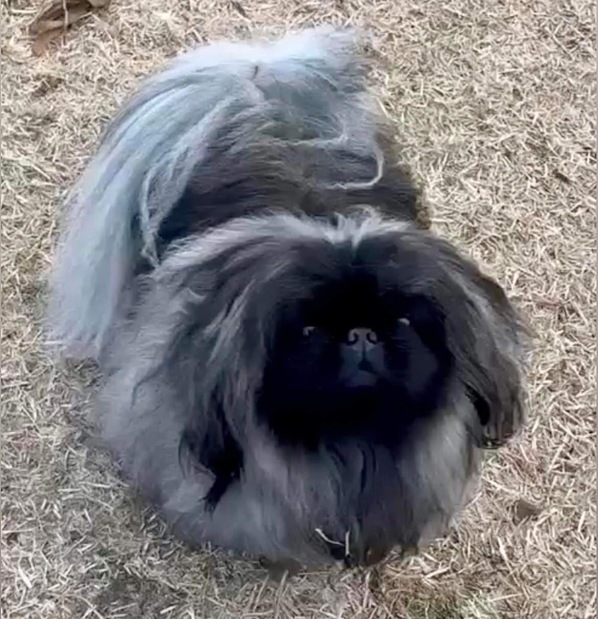 Peke'Lets Pekingese in New York | Pekingese puppies | Good Dog