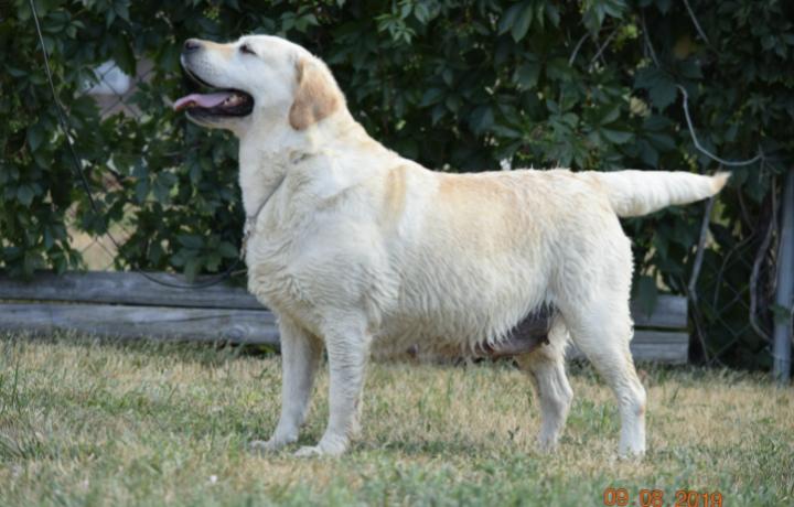 Remington Labradors in Colorado | Labrador Retriever puppies | Good Dog