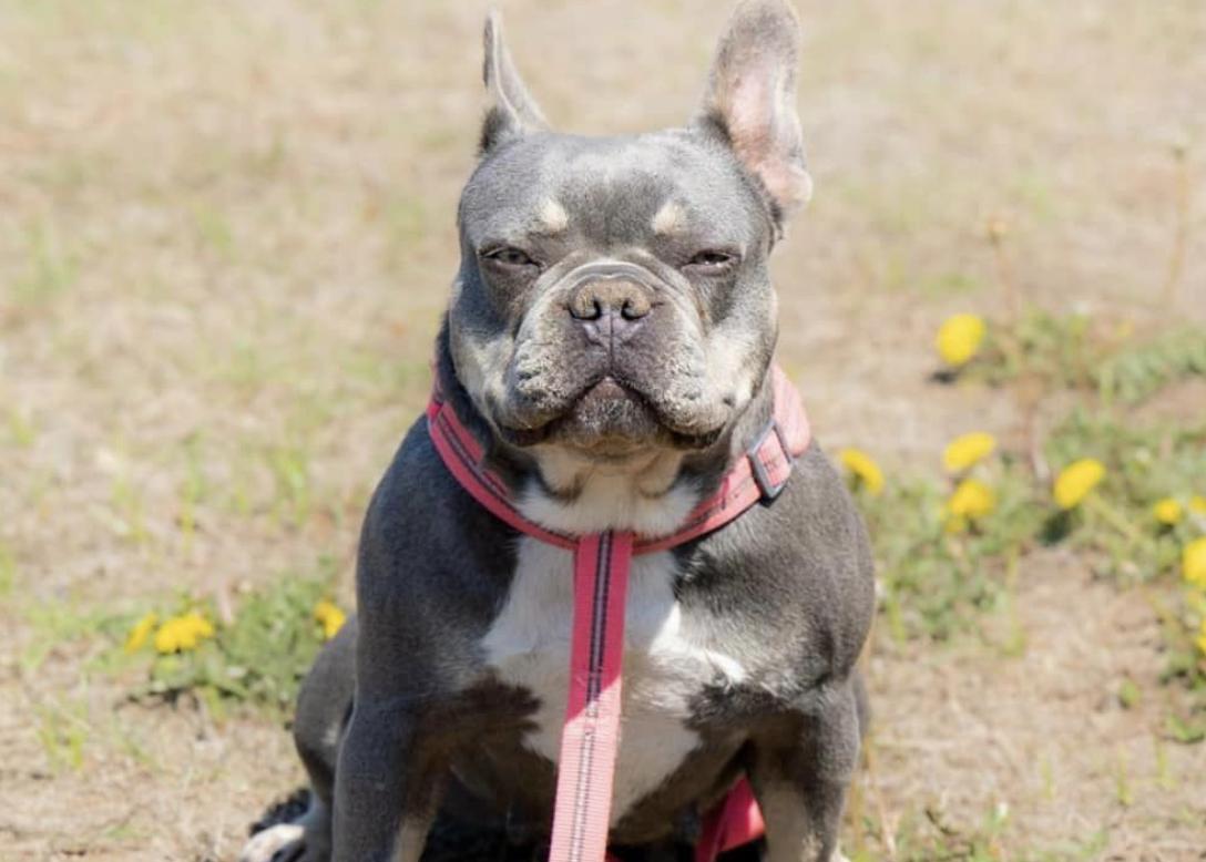 True Companion Puppies in Texas | French Bulldog puppies | Good Dog