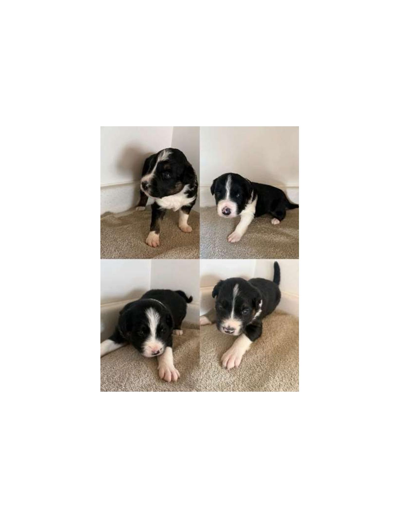 Julie Ziegler in Wisconsin | Border Collie puppies | Good Dog