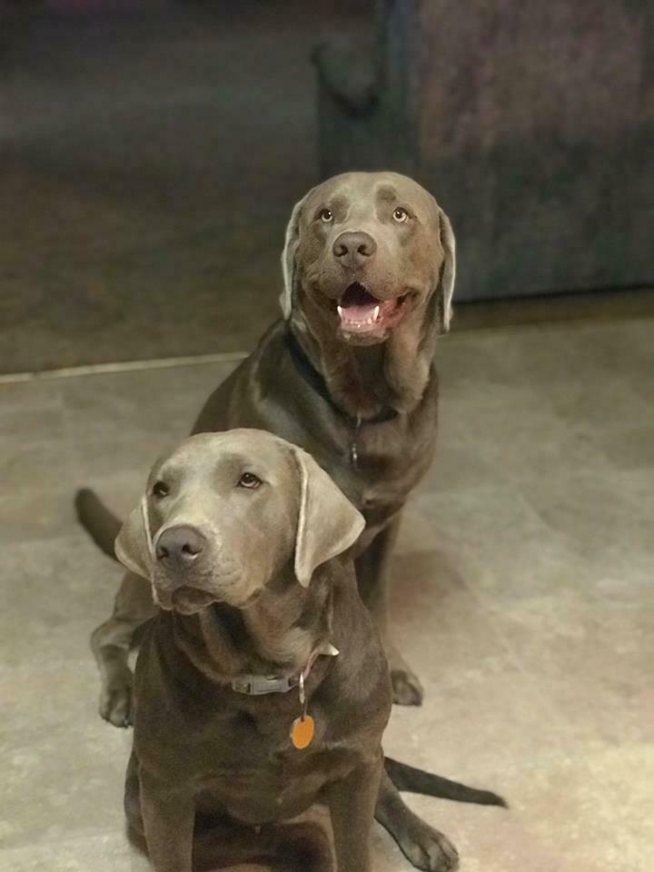Walker Creek Silver Labs in Arkansas | Dilute Retriever puppies | Good Dog